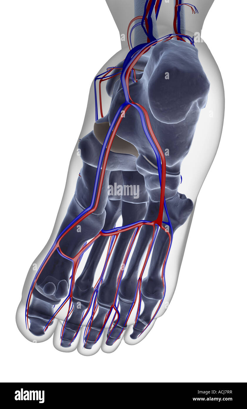 Plantar arch hi-res stock photography and images - Alamy