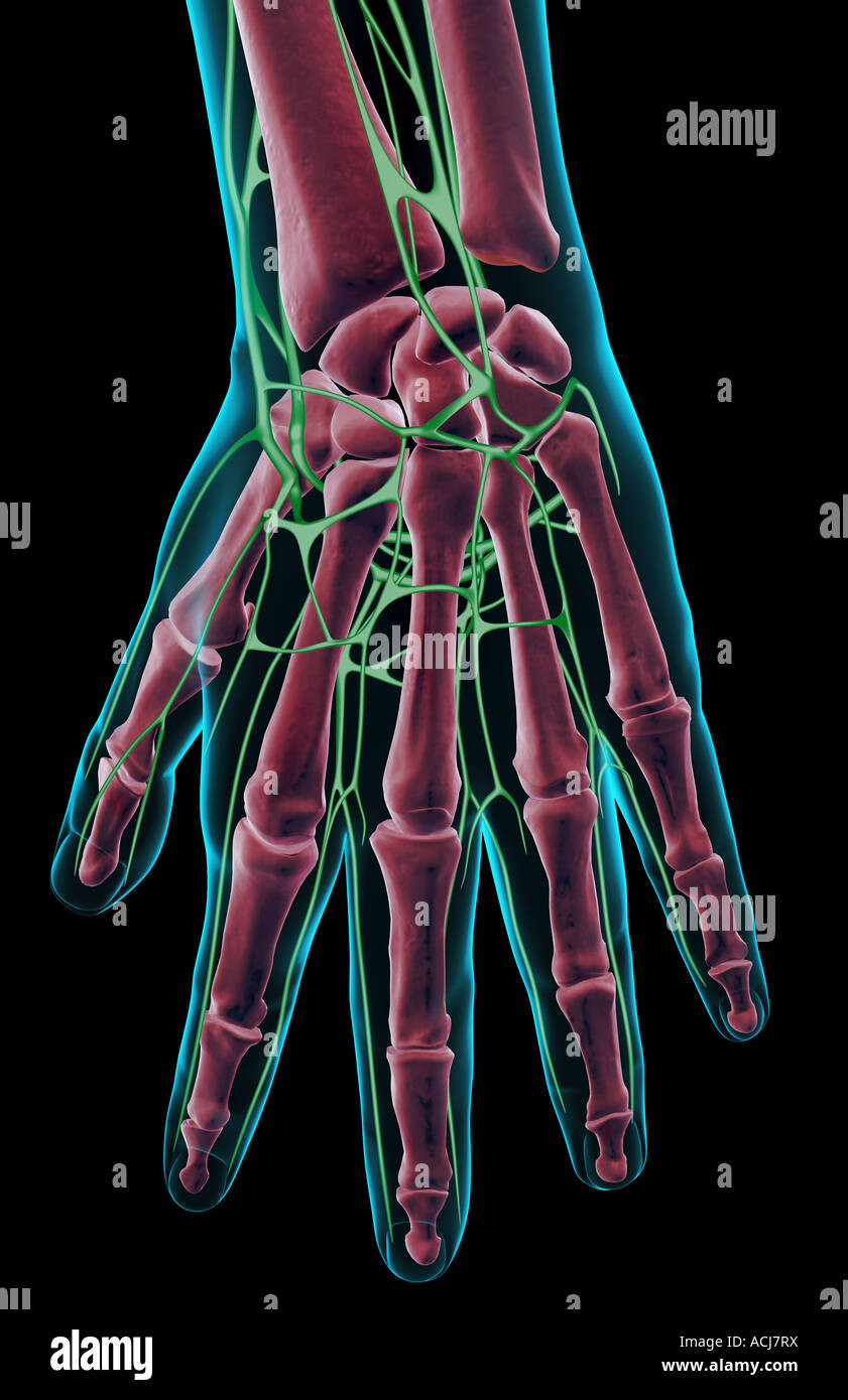 The lymph supply of the hand Stock Photo - Alamy