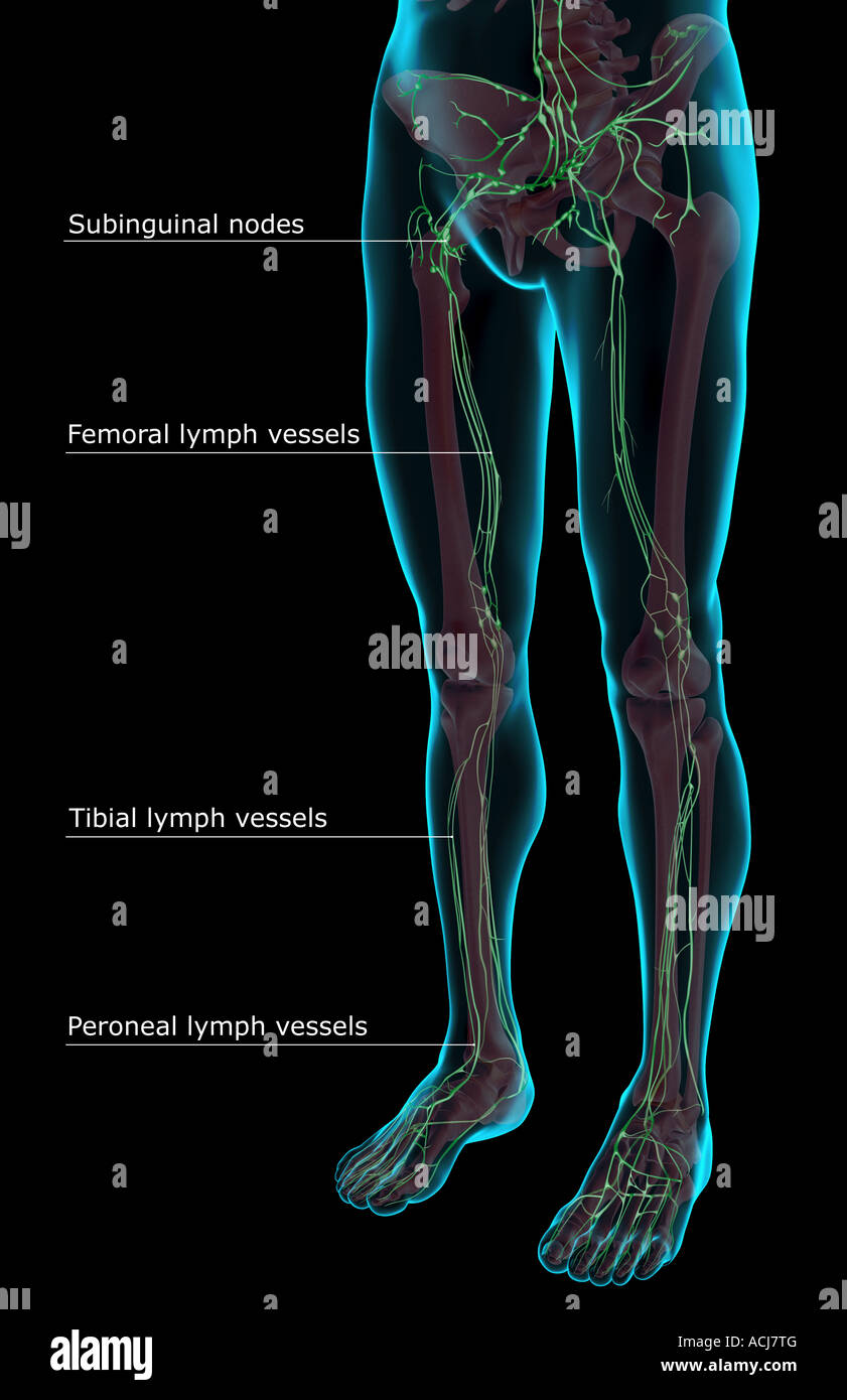 The lymph supply of the lower body Stock Photo - Alamy