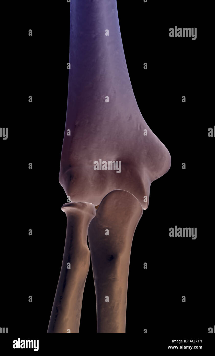 The bones of the elbow Stock Photo - Alamy