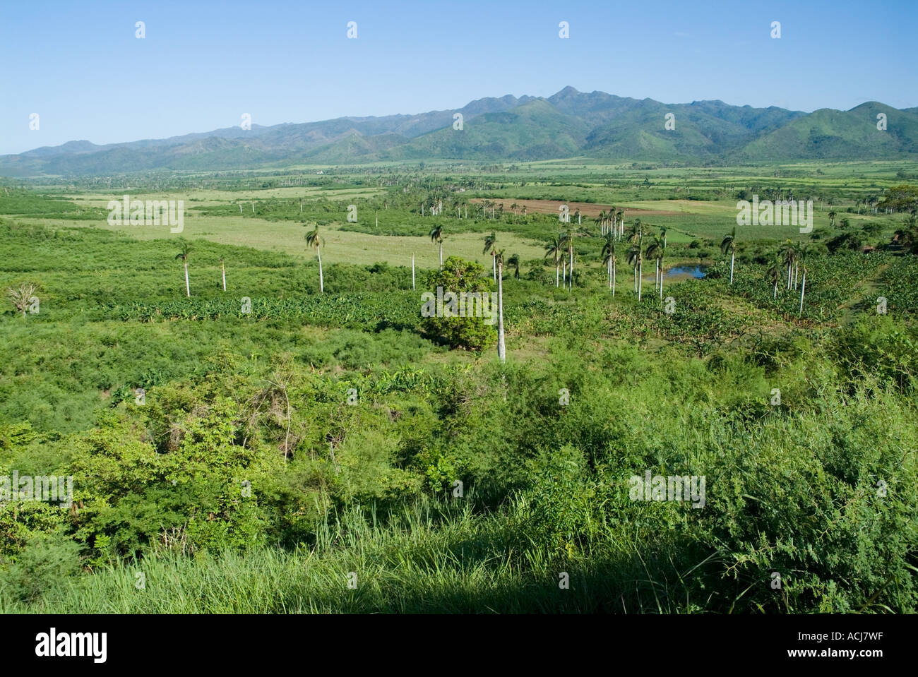 Coconut trees surrounded by lush countryside in the Valle de los ...