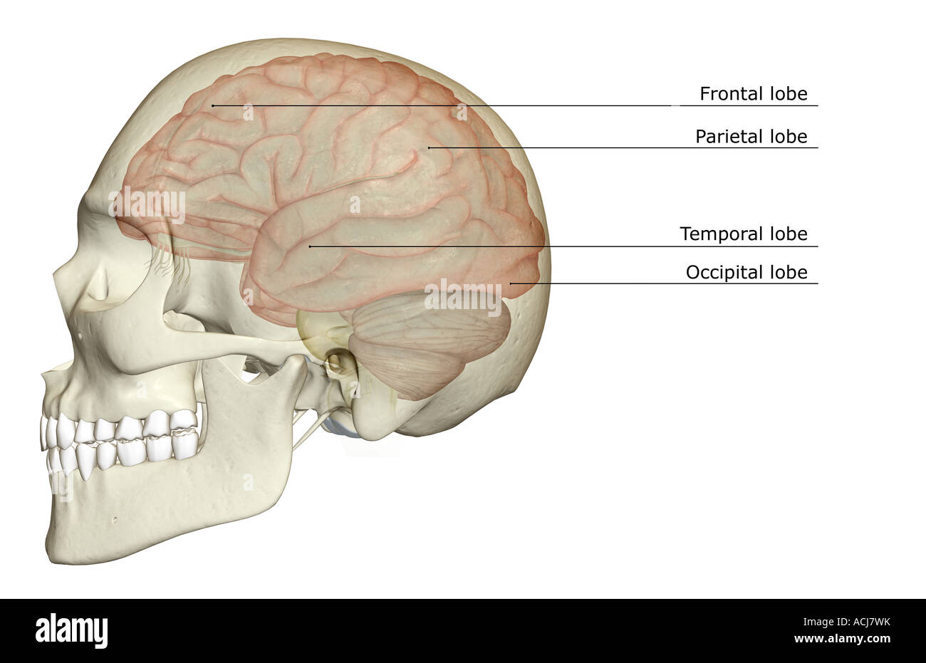 Frontal occipital parietal lobe Cut Out Stock Images & Pictures - Alamy