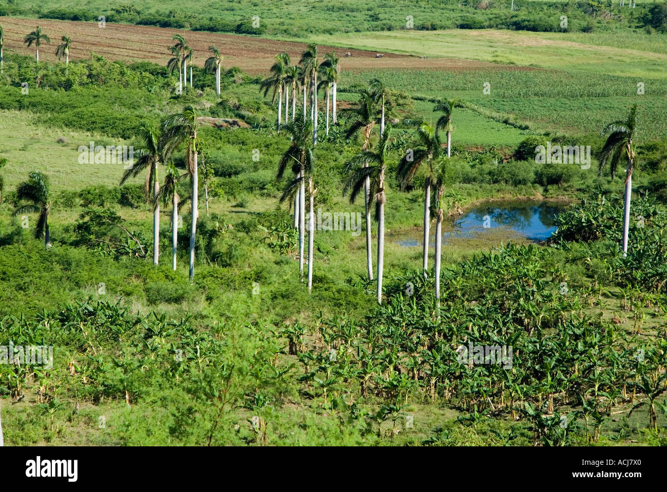 Coconut trees surrounded by lush countryside in the Valle de los ...