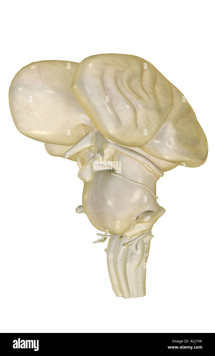 Brainstem High Resolution Stock Photography and Images - Alamy