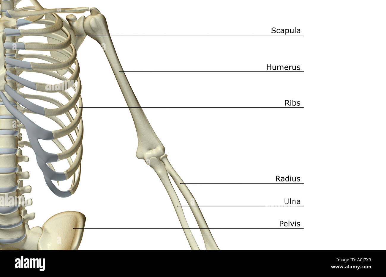 The bones of the upper limb Stock Photo - Alamy