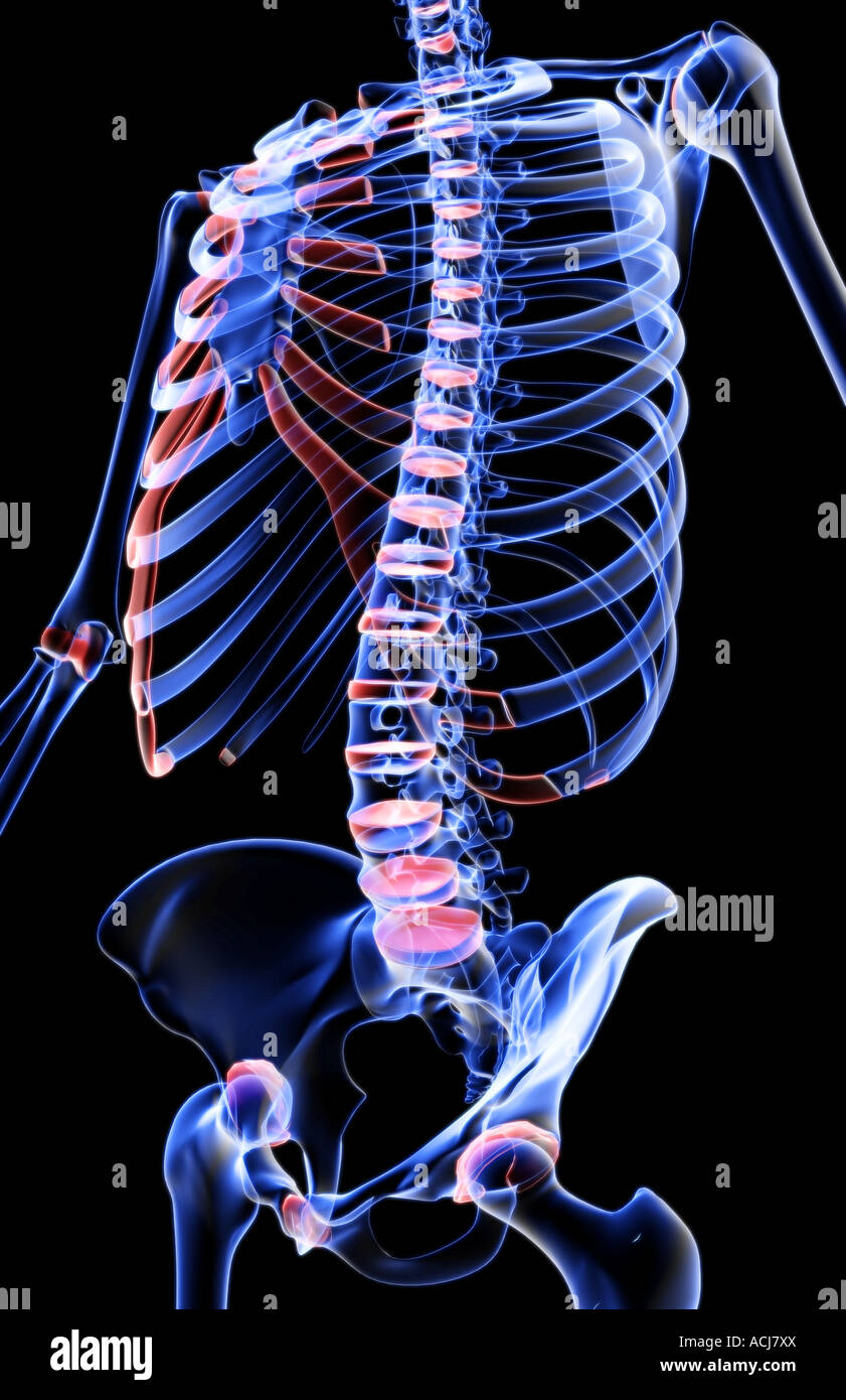 The bones of the trunk Stock Photo - Alamy