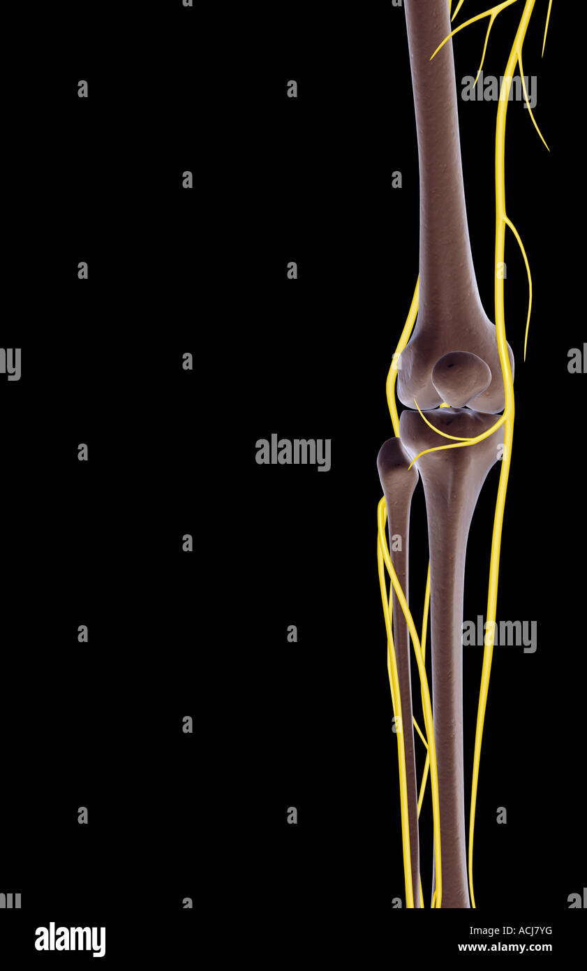 Saphenous nerve hi-res stock photography and images - Alamy