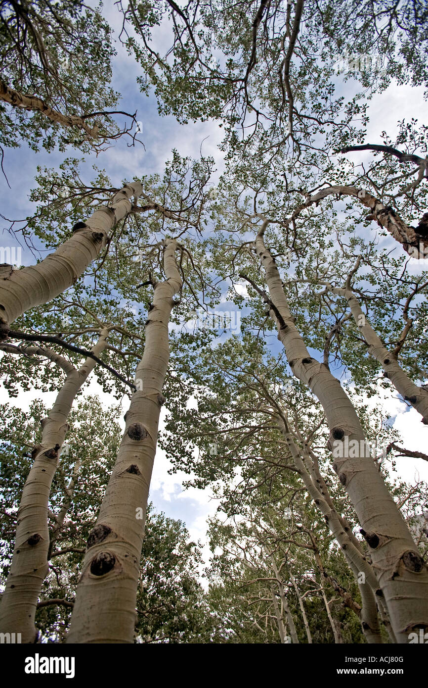 The great trees hi-res stock photography and images - Alamy