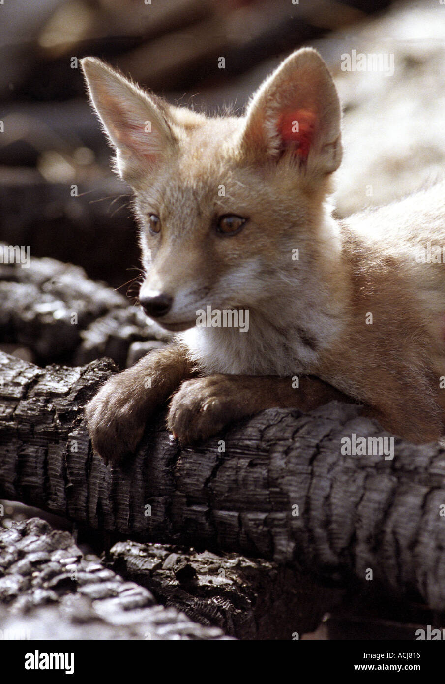 FOX CUB SITTING ON CHARRED WOOD AT EPSOM WILDLIFE AID SURREY Stock ...