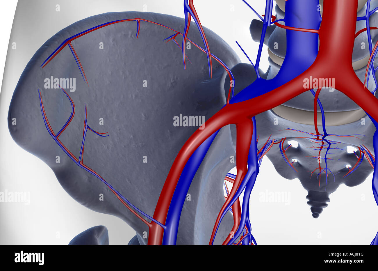 Blood supply hip hi-res stock photography and images - Alamy