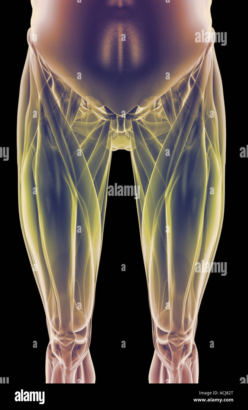 The muscles of the lower limb Stock Photo - Alamy