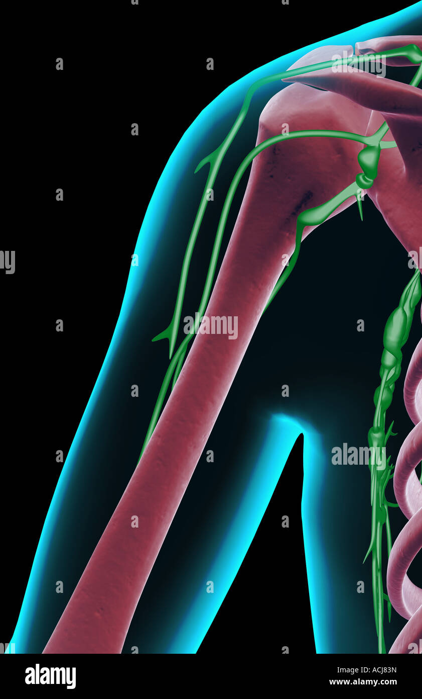 The lymph supply of the shoulder Stock Photo - Alamy