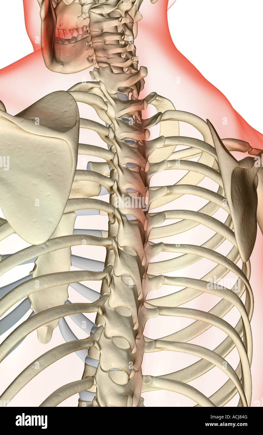 The bones of the upper body Stock Photo - Alamy