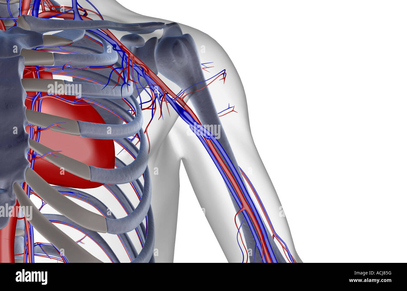 The blood supply of the shoulder Stock Photo - Alamy