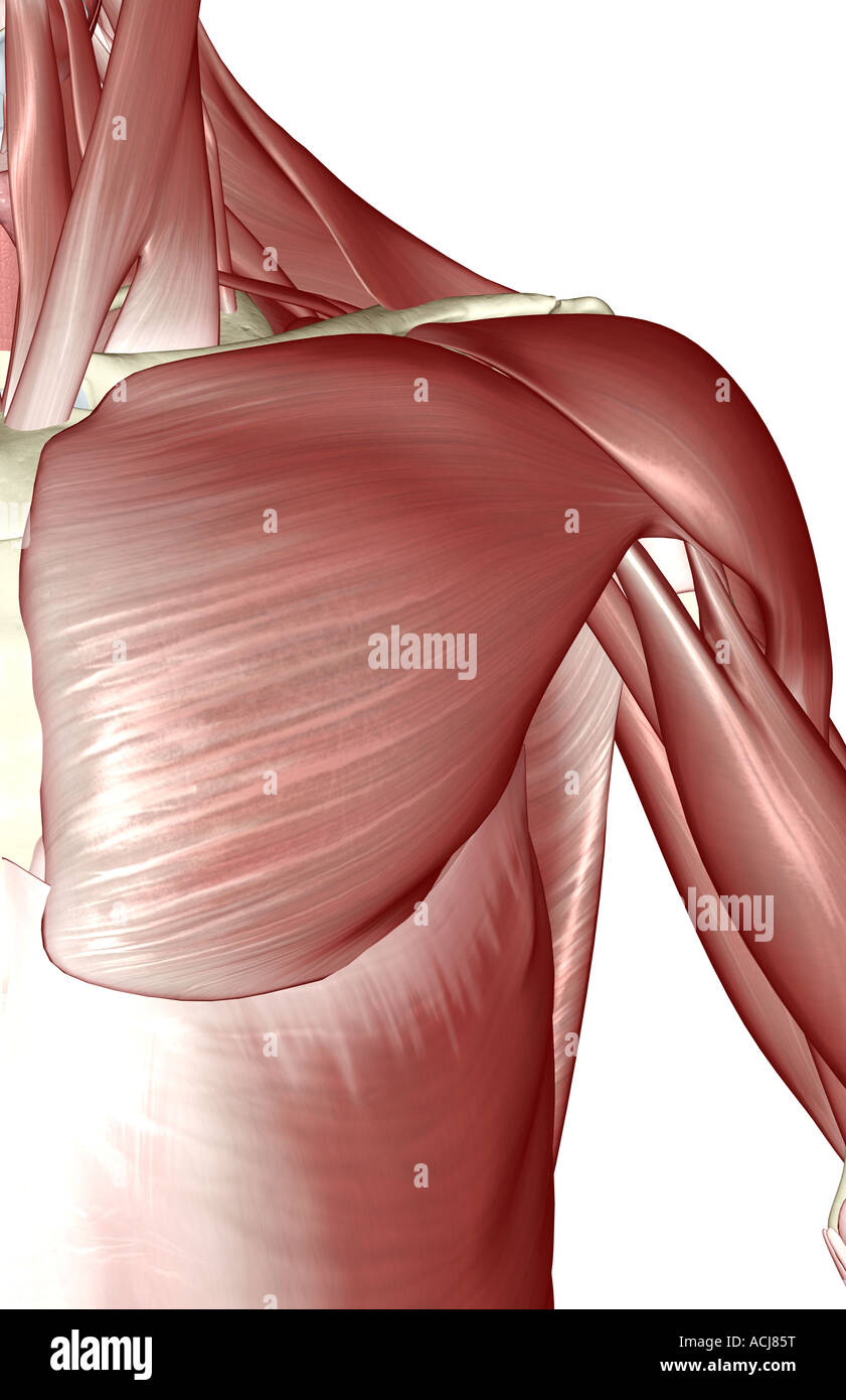 The muscles of the shoulder Stock Photo - Alamy