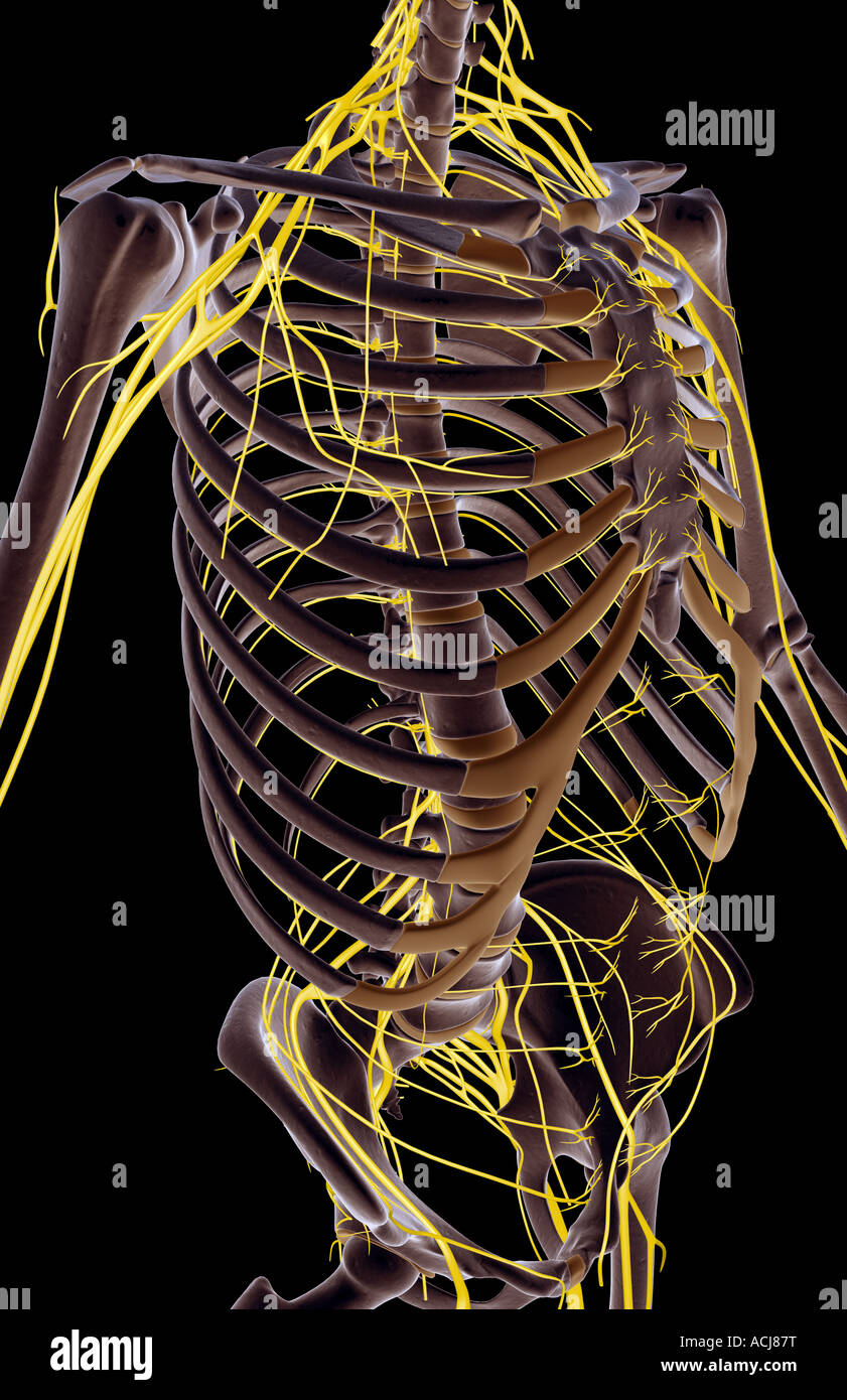 The nerves of the trunk Stock Photo - Alamy