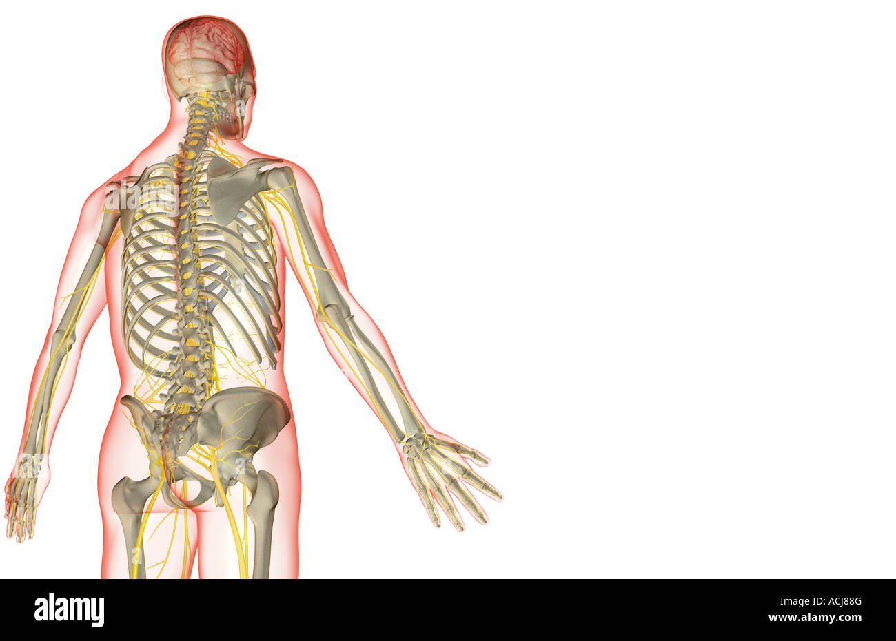 The nerve supply of the upper body Stock Photo - Alamy