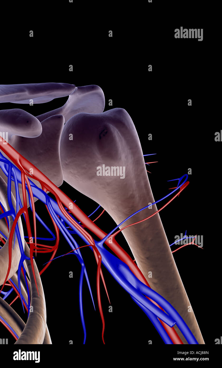 Shoulder Blood Vessels High Resolution Stock Photography and Images - Alamy