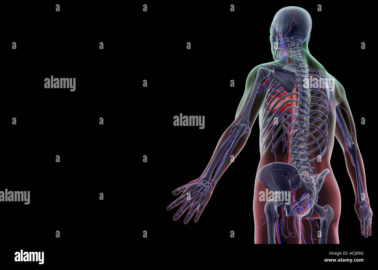 Upper body veins hi-res stock photography and images - Alamy