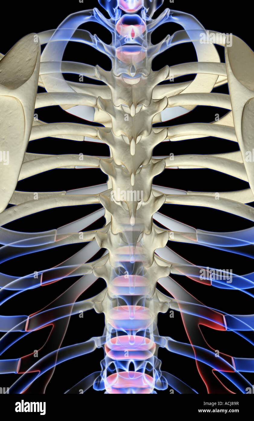 The bones of the thoracic vertebrae Stock Photo - Alamy