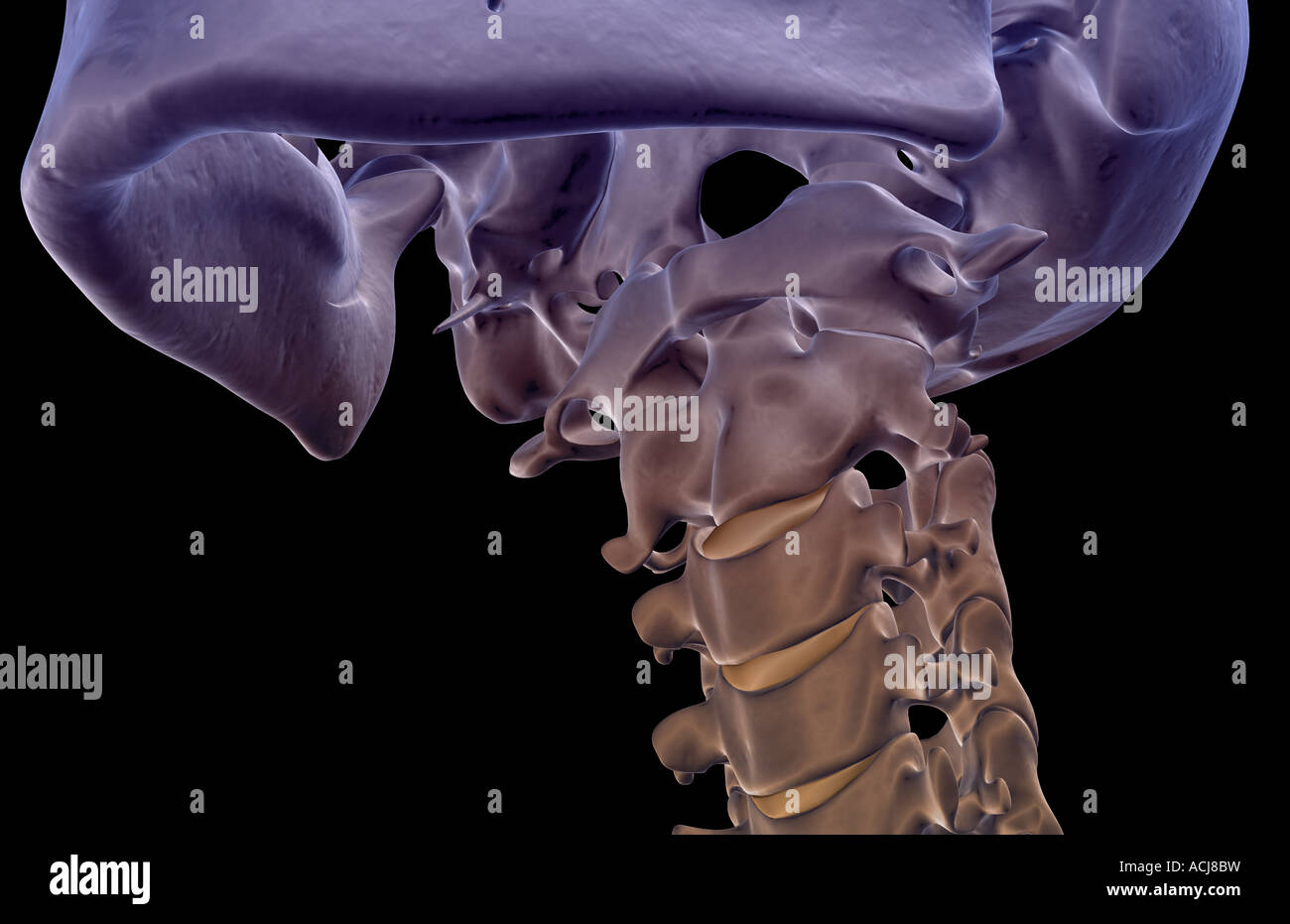 The bones of the neck Stock Photo - Alamy