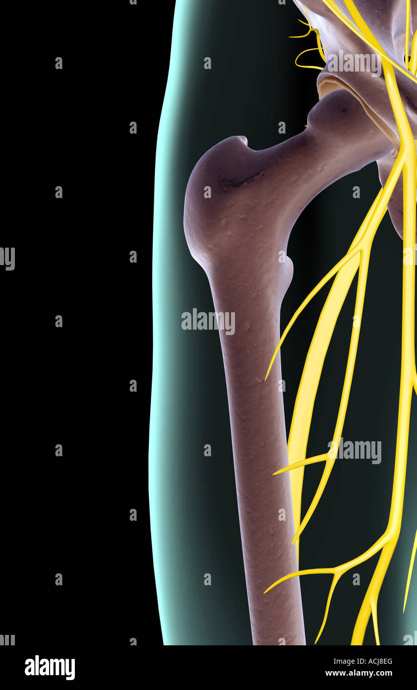Nerves hip hi-res stock photography and images - Alamy