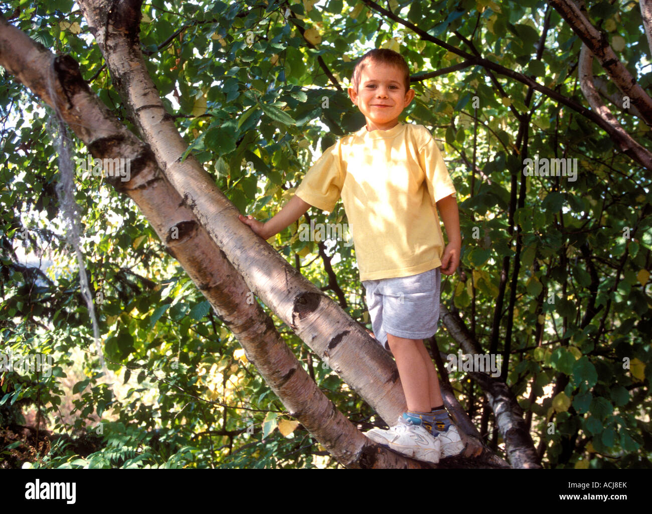 Boy on tree Stock Photo - Alamy