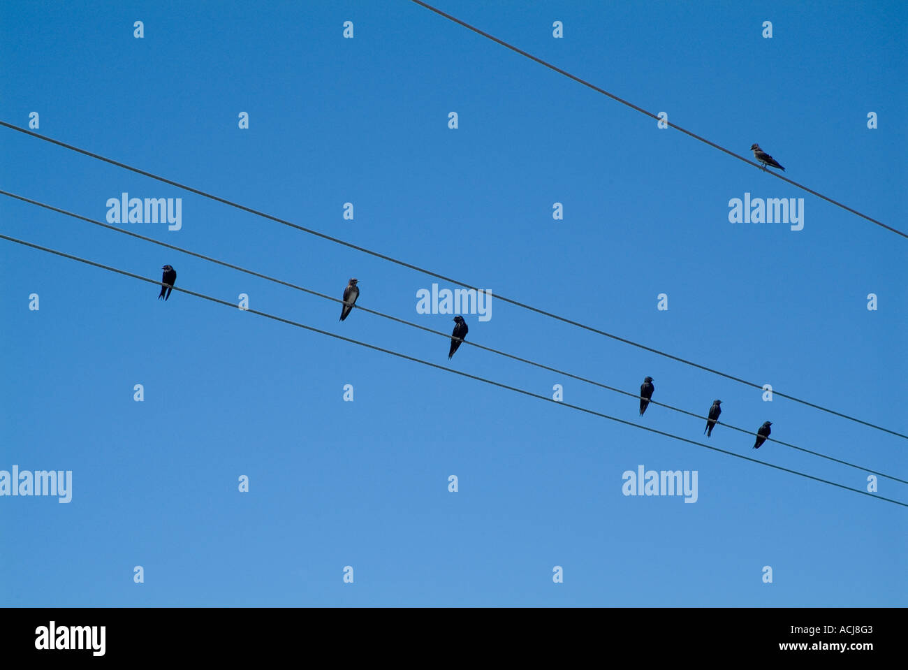 Birds sitting on power lines hi-res stock photography and images - Alamy