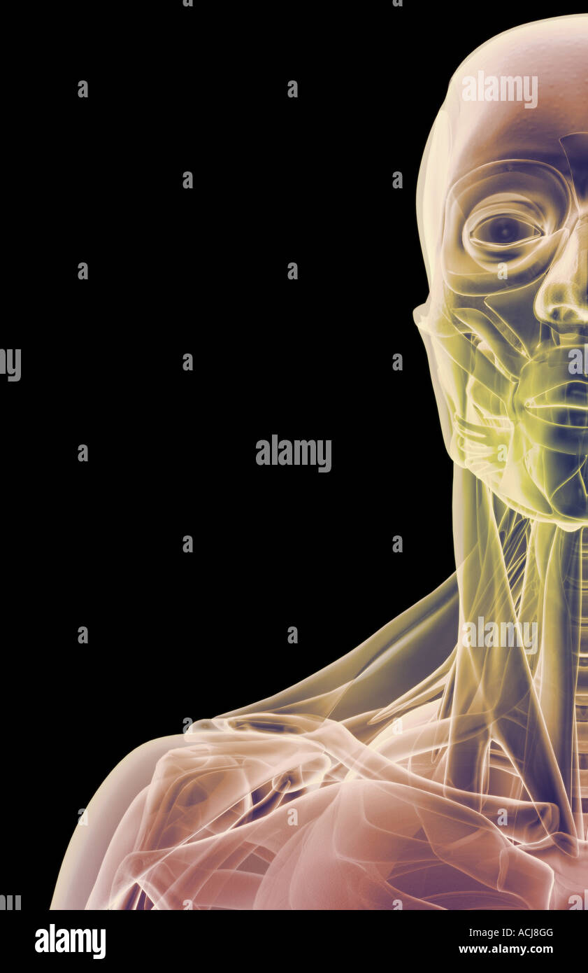 The muscles of the face neck and shoulder Stock Photo - Alamy