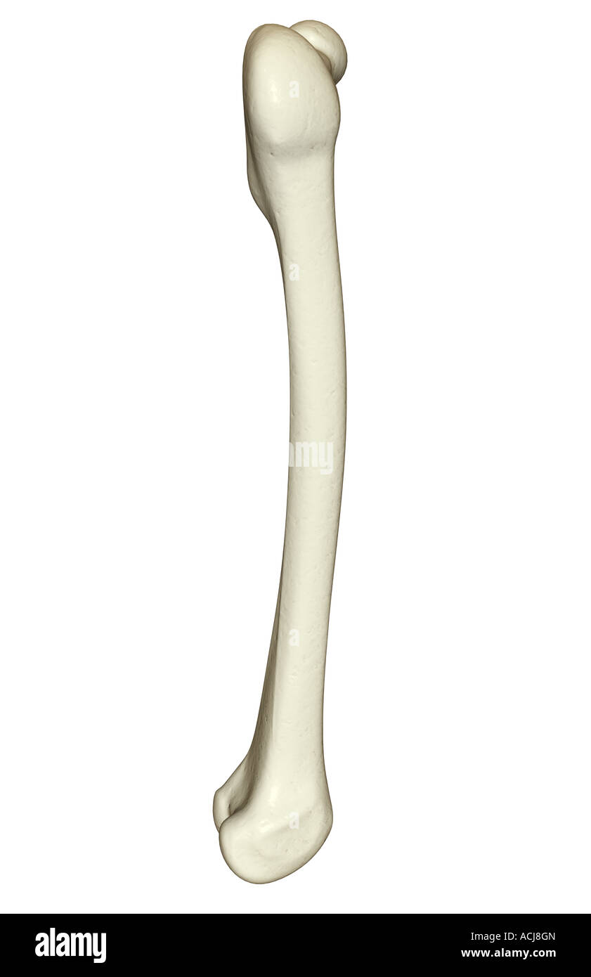 Femur leg side view Cut Out Stock Images & Pictures - Alamy