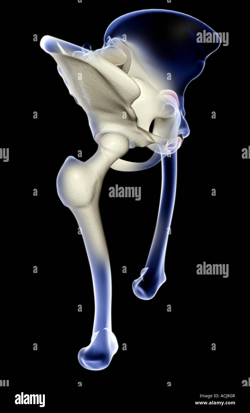 Front and side view of pelvis of hi-res stock photography and images ...