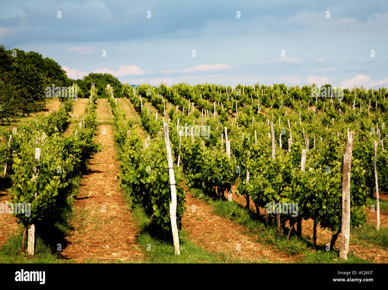 Vineyard in south east Istria Croatia Stock Photo - Alamy