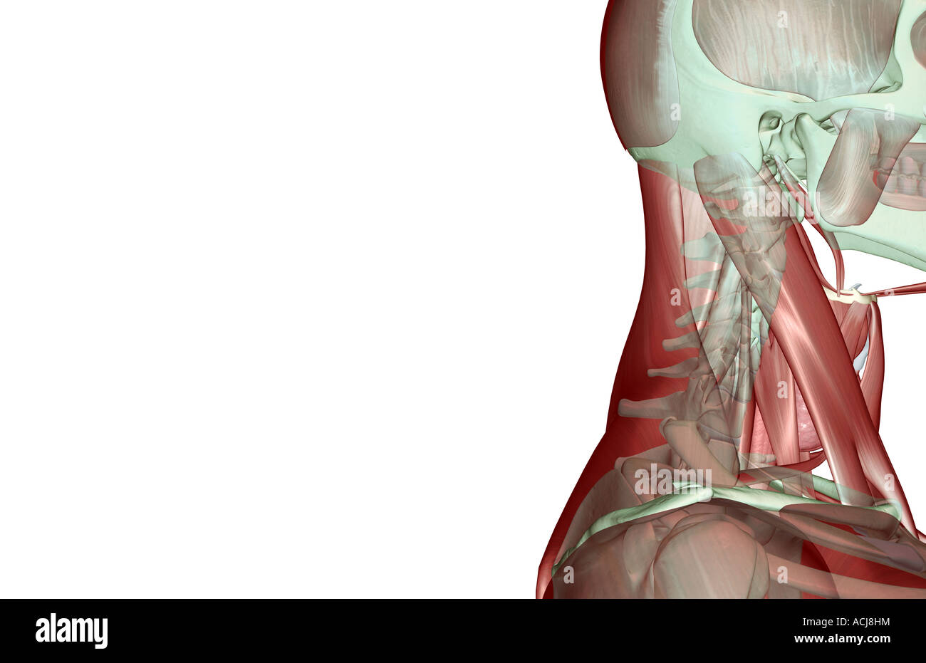 Human neck muscles sternocleidomastoid illustration hi-res stock ...