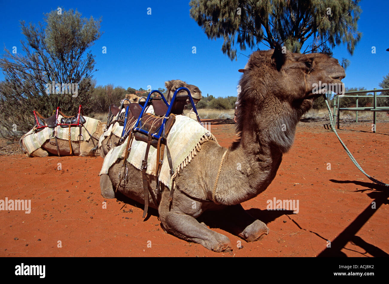 Camel train, Kata Tjuta National Park, Northern Territory, Australia ...
