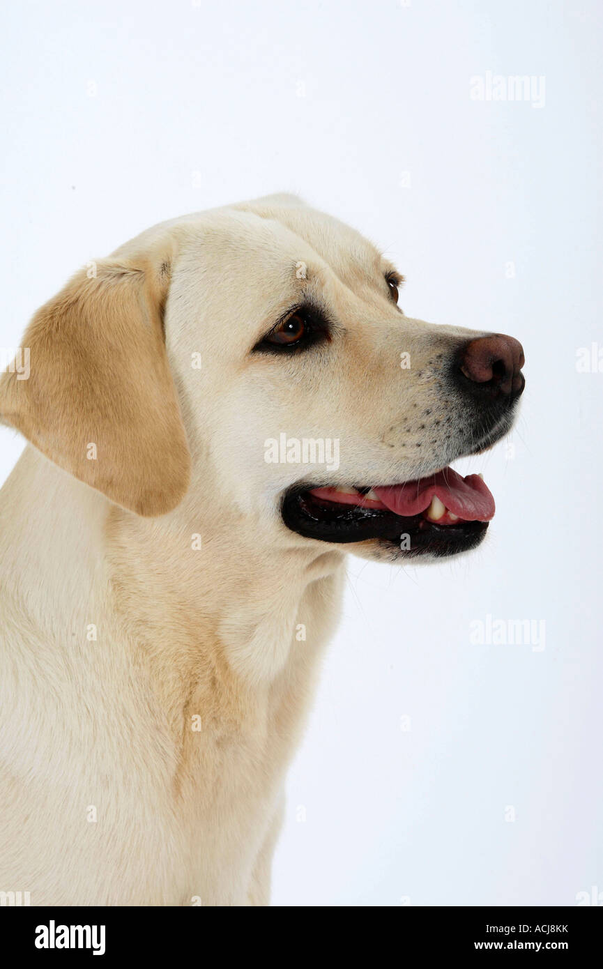 Adult labrador retriever hi-res stock photography and images - Alamy