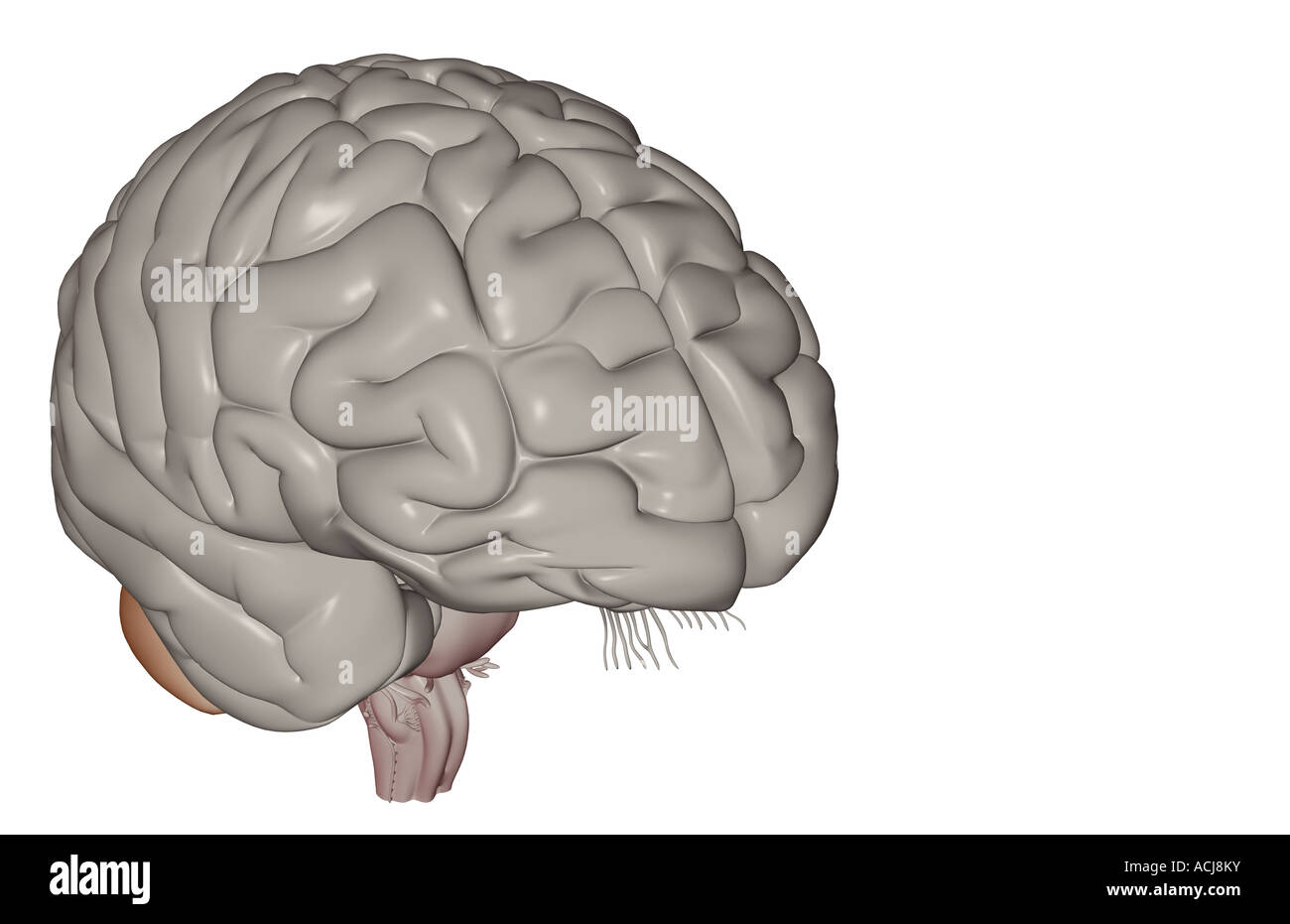 Brain insula Cut Out Stock Images & Pictures - Alamy