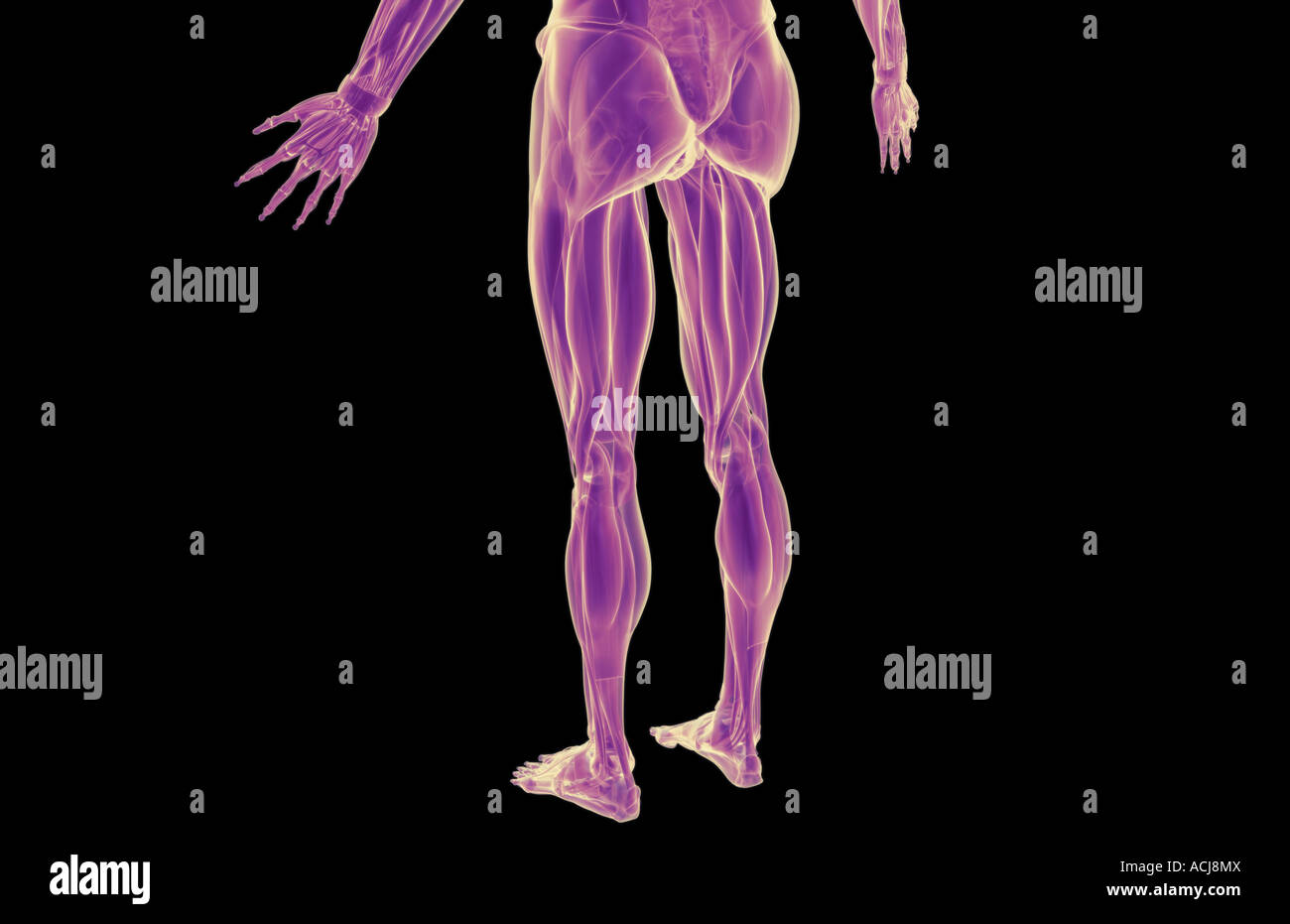 The muscles of the lower body Stock Photo - Alamy