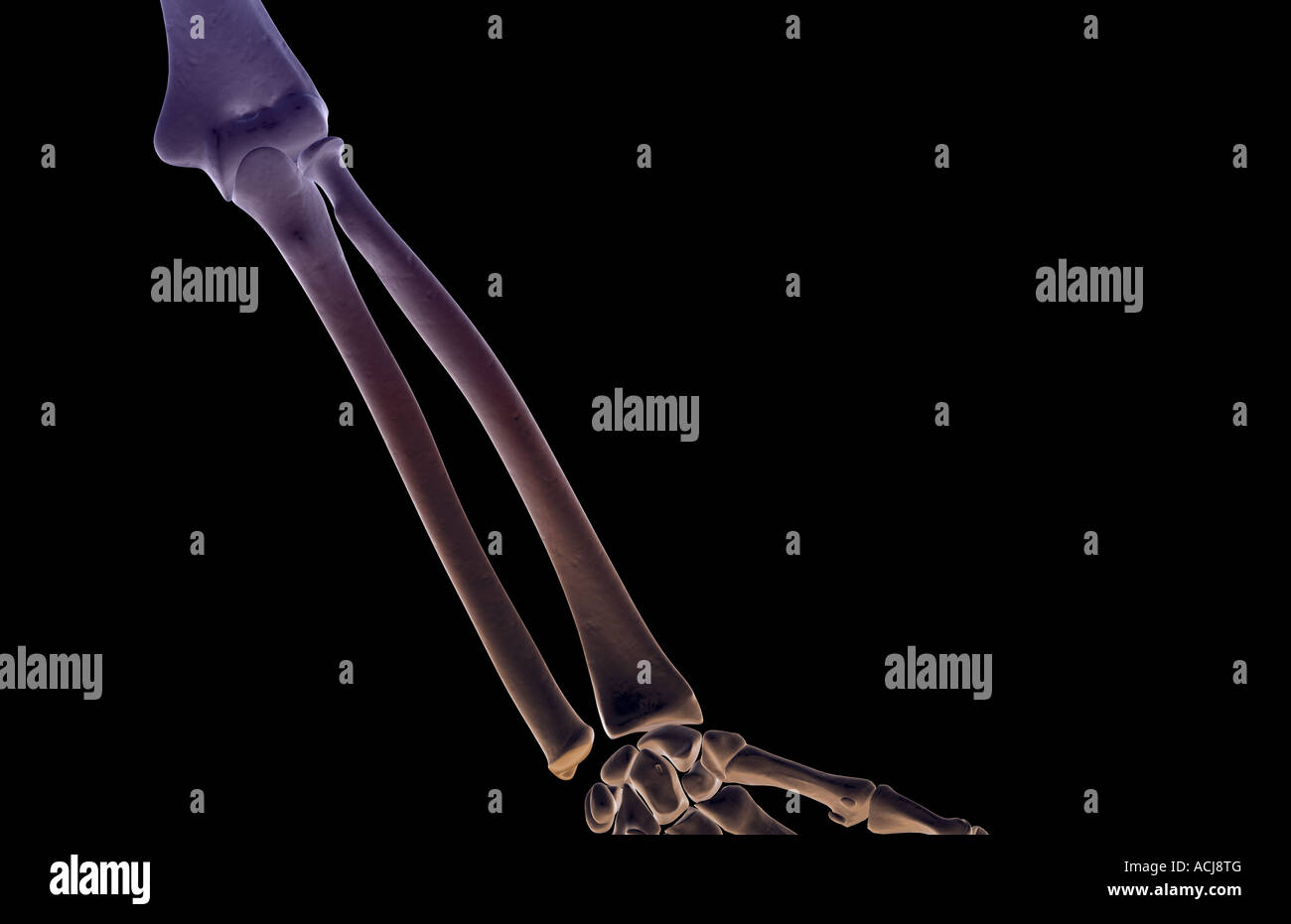 Forearm bones hi-res stock photography and images - Alamy