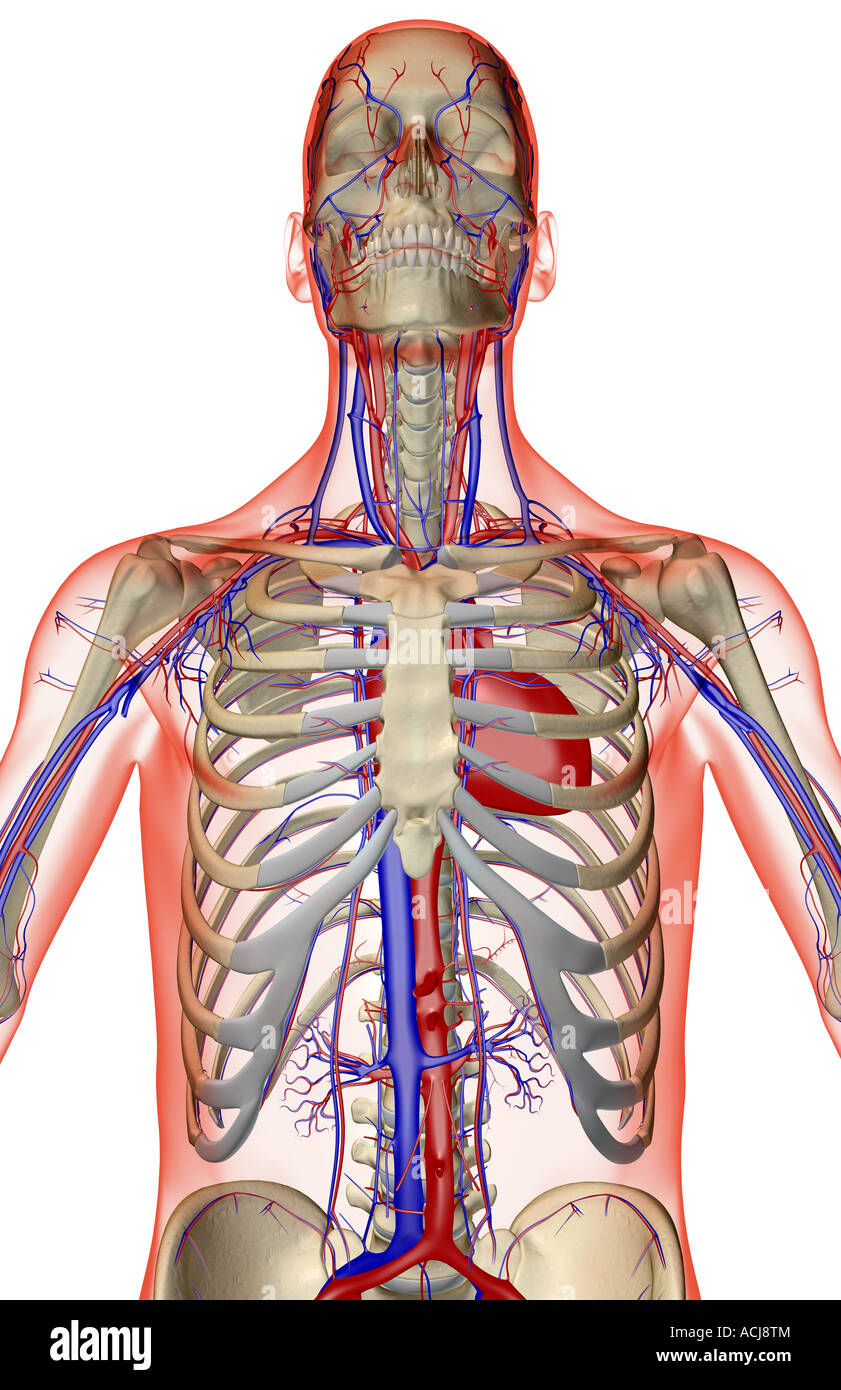 The blood supply of the upper body Stock Photo - Alamy
