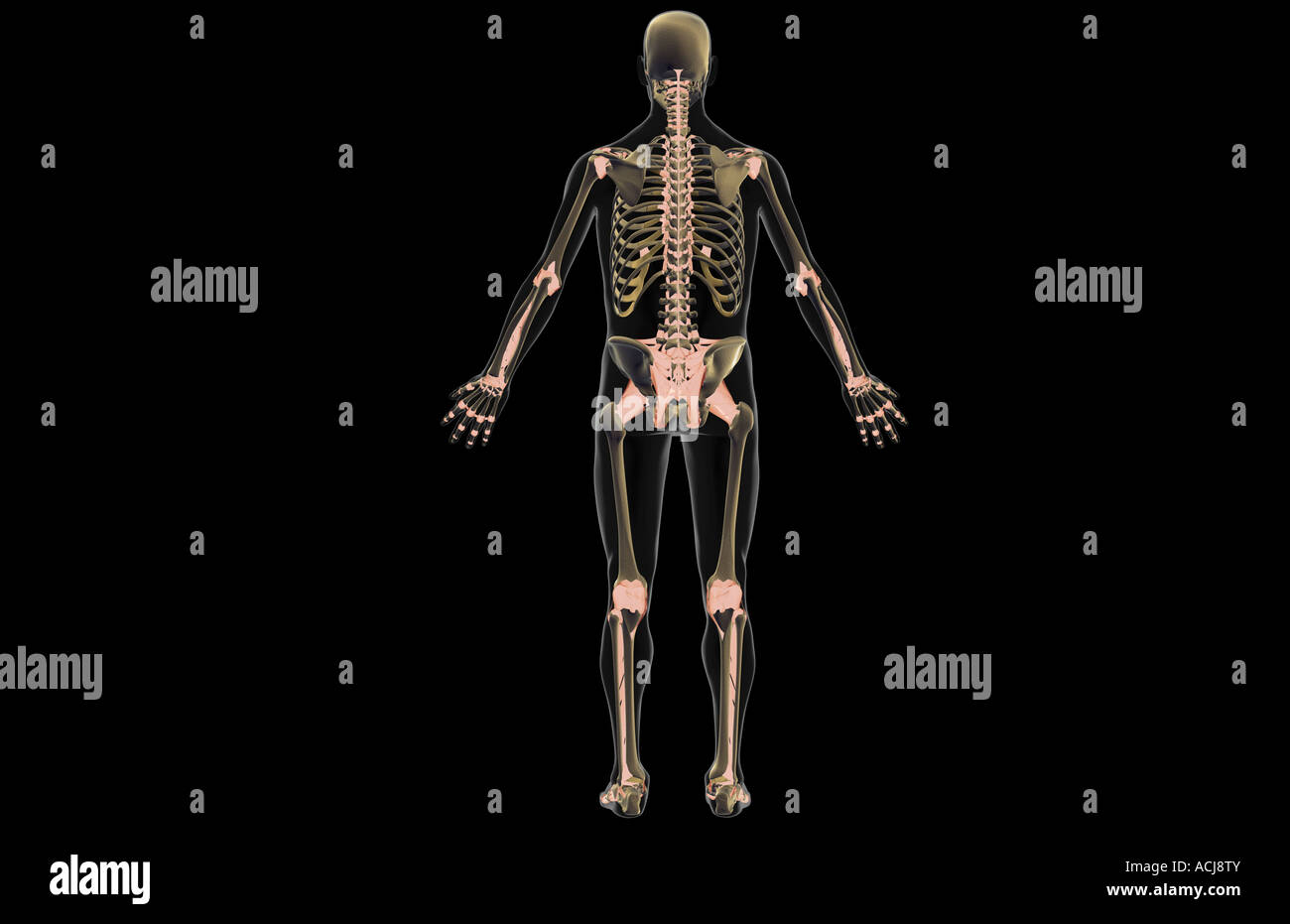 The ligamentous system Stock Photo - Alamy
