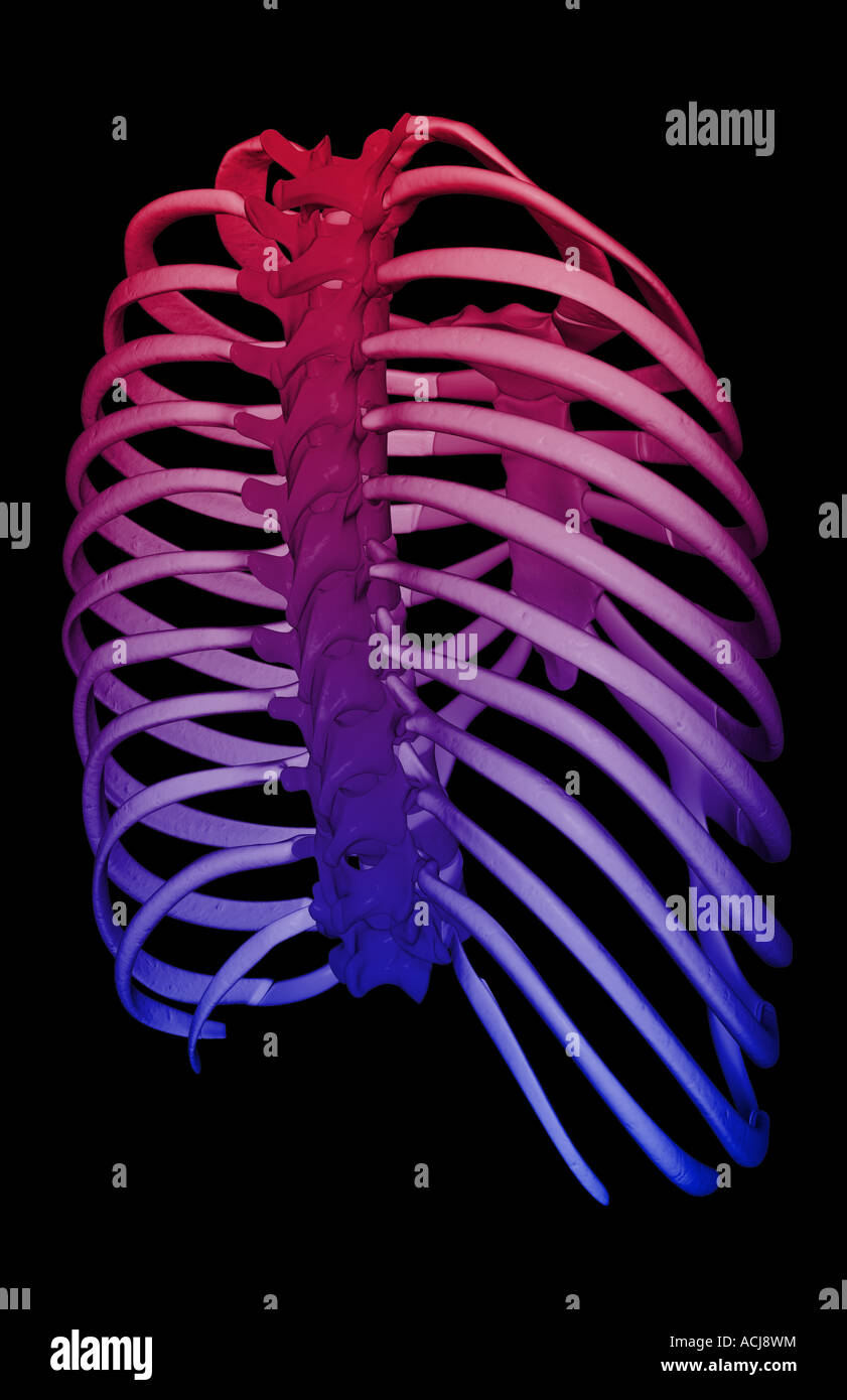 Transverse ribs hi-res stock photography and images - Alamy