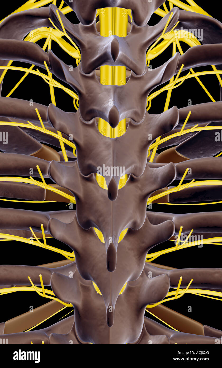 The thoracic spinal cord Stock Photo - Alamy