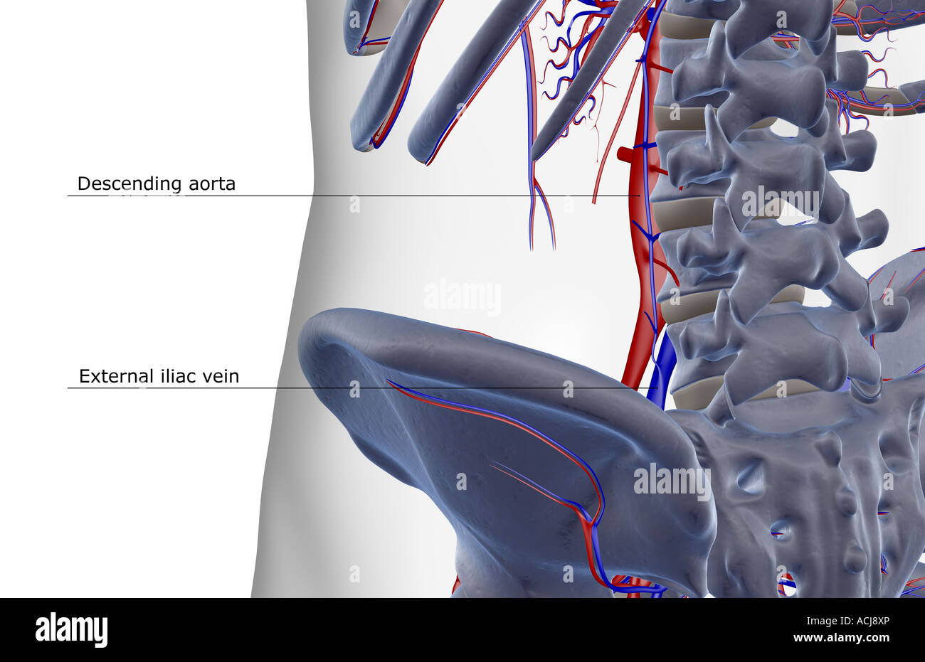 Superior gluteal artery hi-res stock photography and images - Alamy