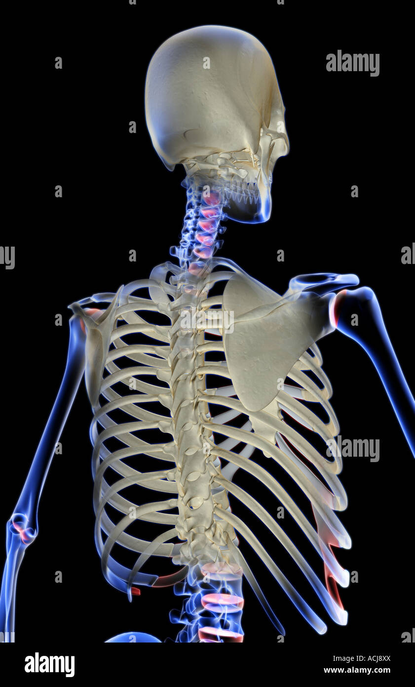 The bones of the upper body Stock Photo - Alamy