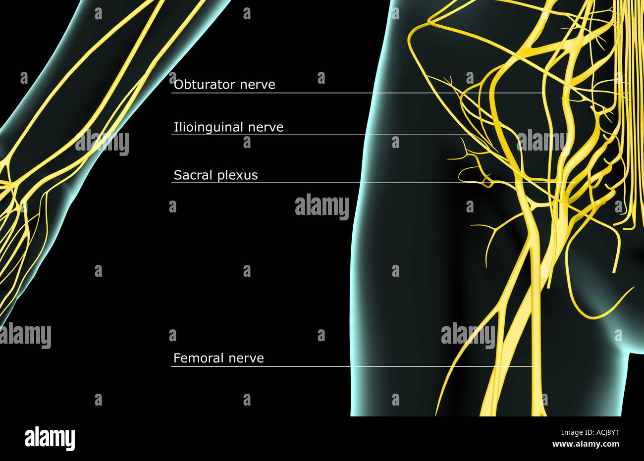 Ilioinguinal nerve hi-res stock photography and images - Alamy