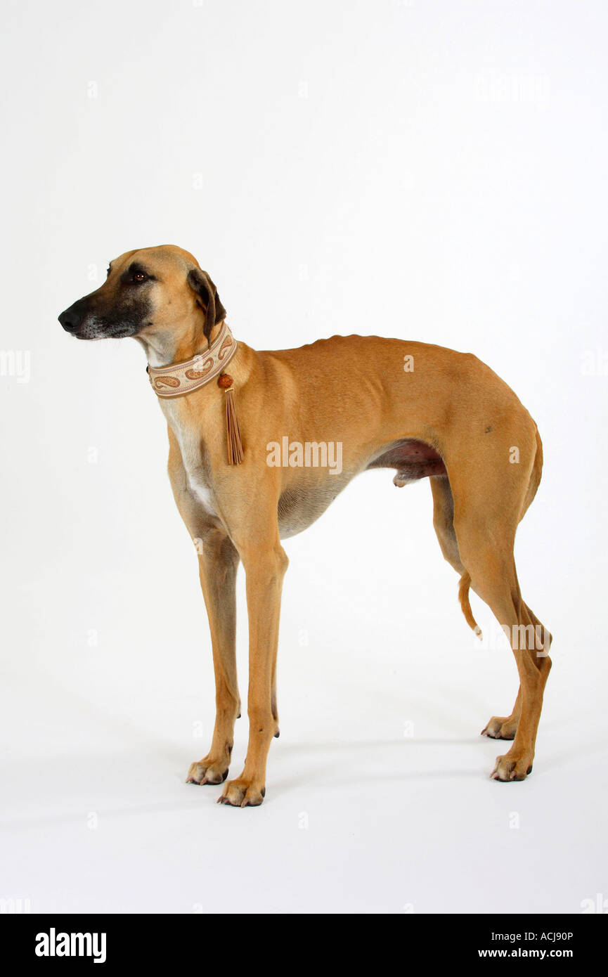 Sloughi hi-res stock photography and images - Alamy