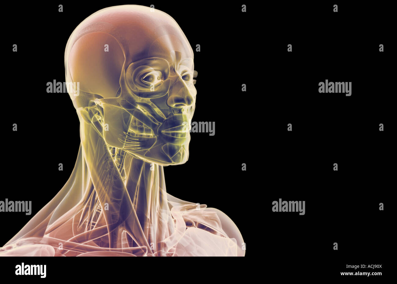 The muscles of the head and neck Stock Photo - Alamy