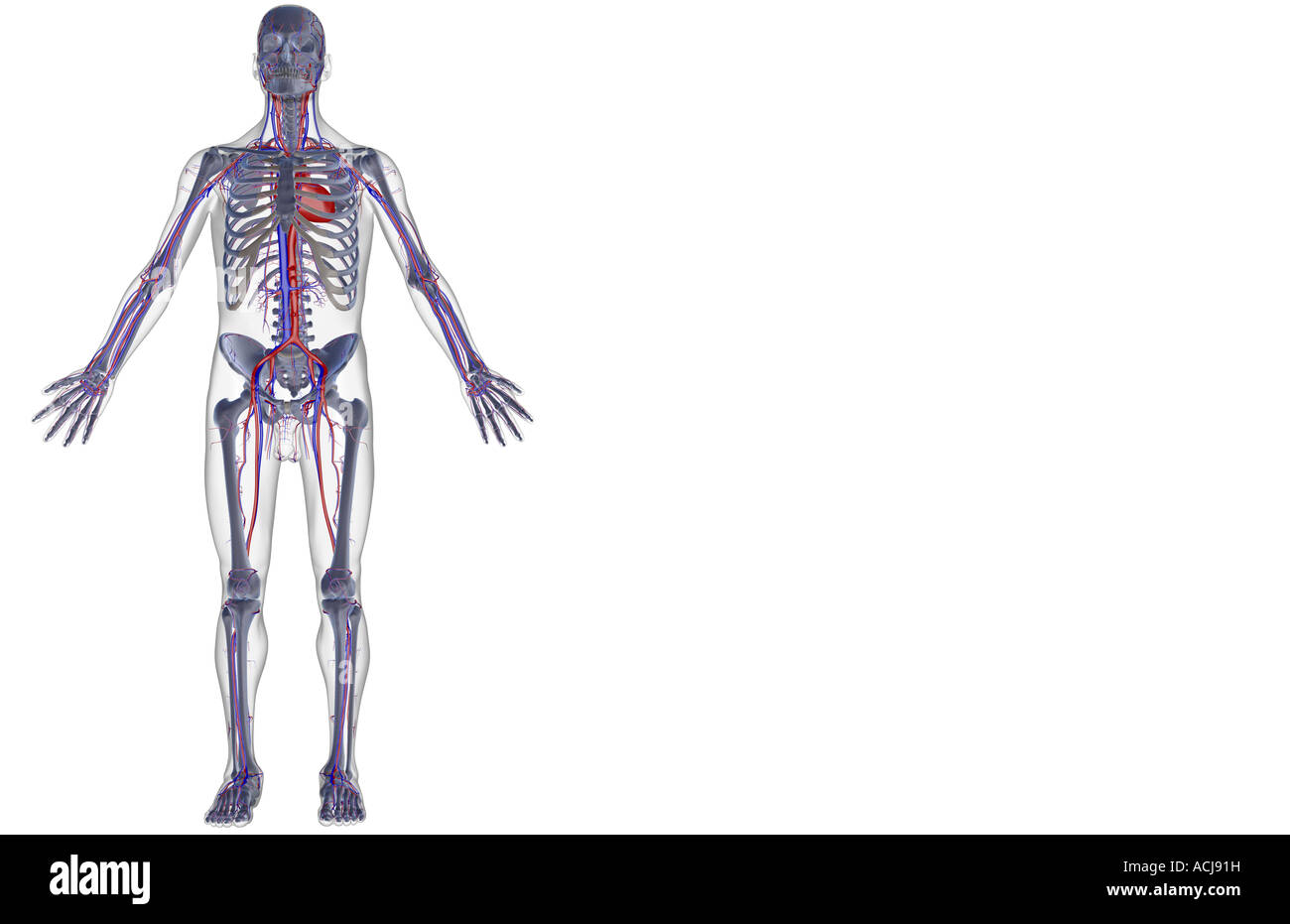 The vascular system Stock Photo - Alamy