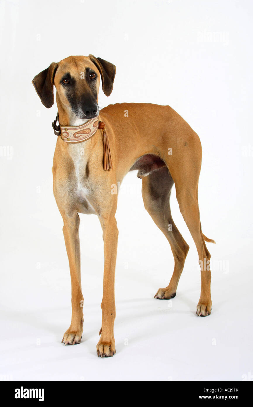 Sloughi dog hi-res stock photography and images - Alamy