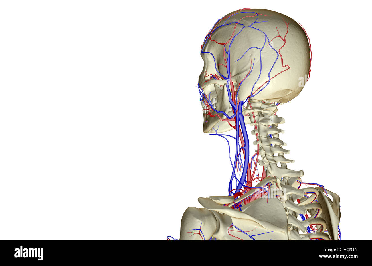 The blood supply of the head and neck Stock Photo - Alamy